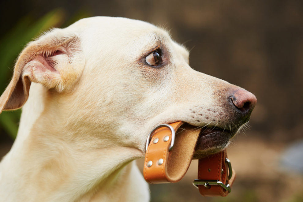 Le Guide Pour Choisir le Collier du Chien - ABC chiens