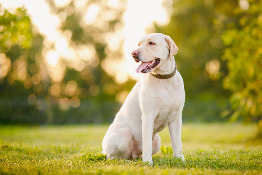 Les races de chien à poils courts - ABC chiens