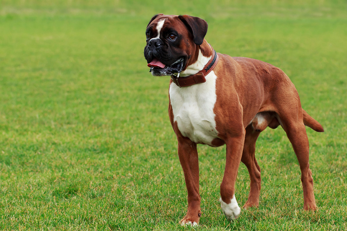 Les races de chien à poils courts - ABC chiens